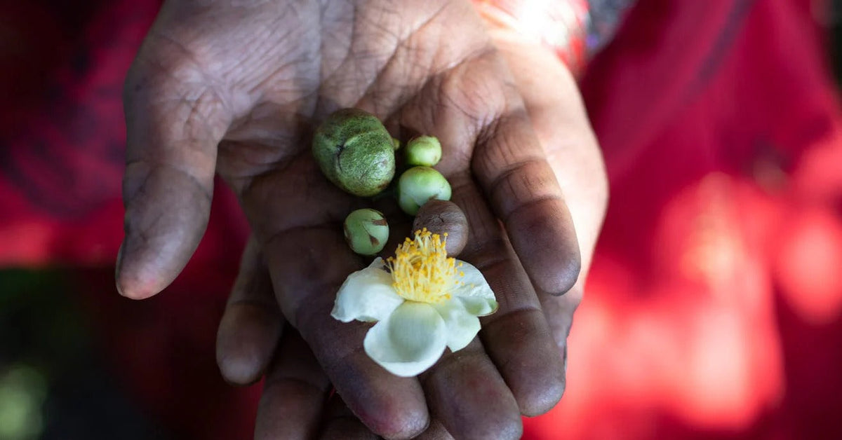 Grow Your Own Tea at Home: From Plant to Cup – The Tea Shelf